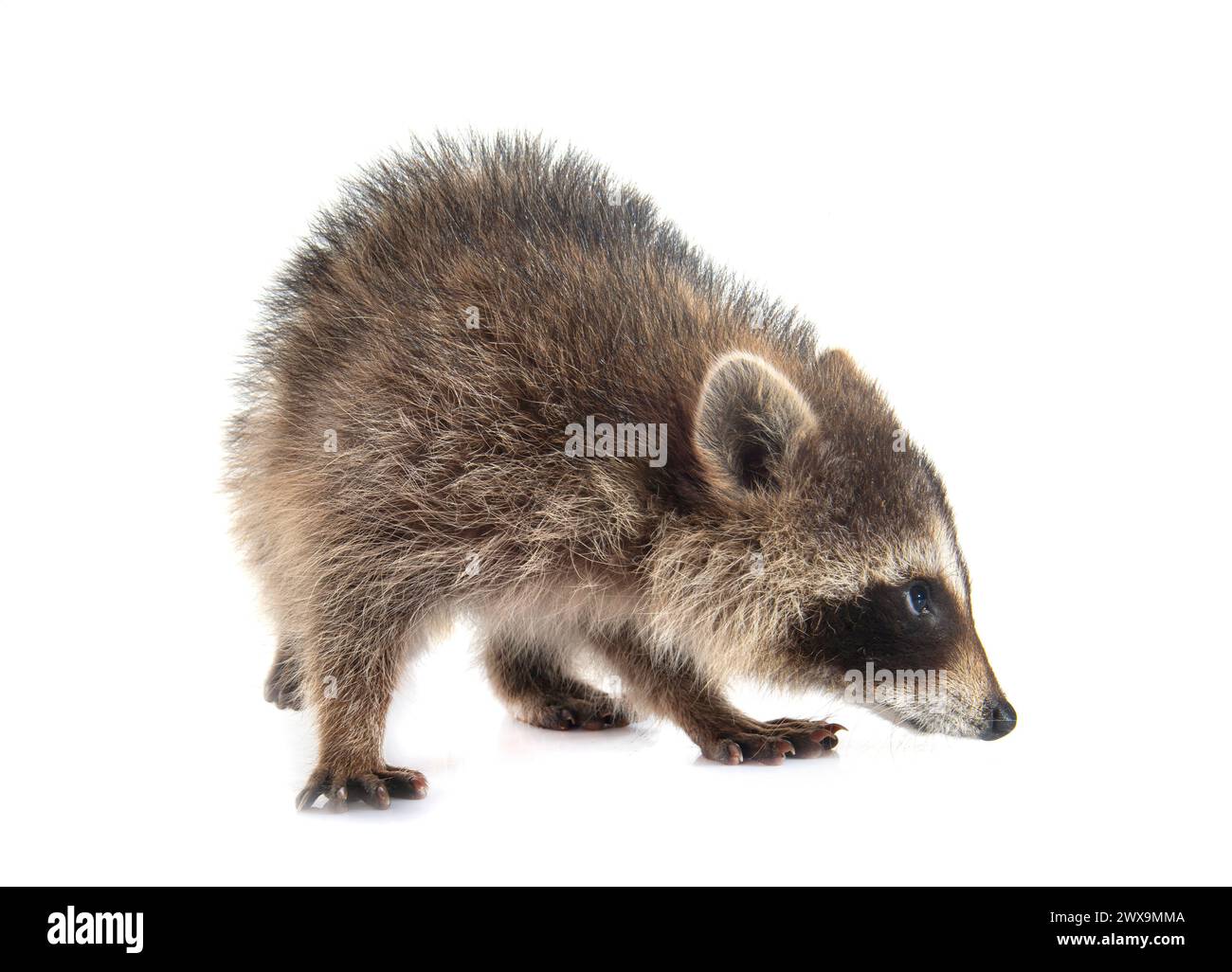young raccoon in front of white background Stock Photo - Alamy