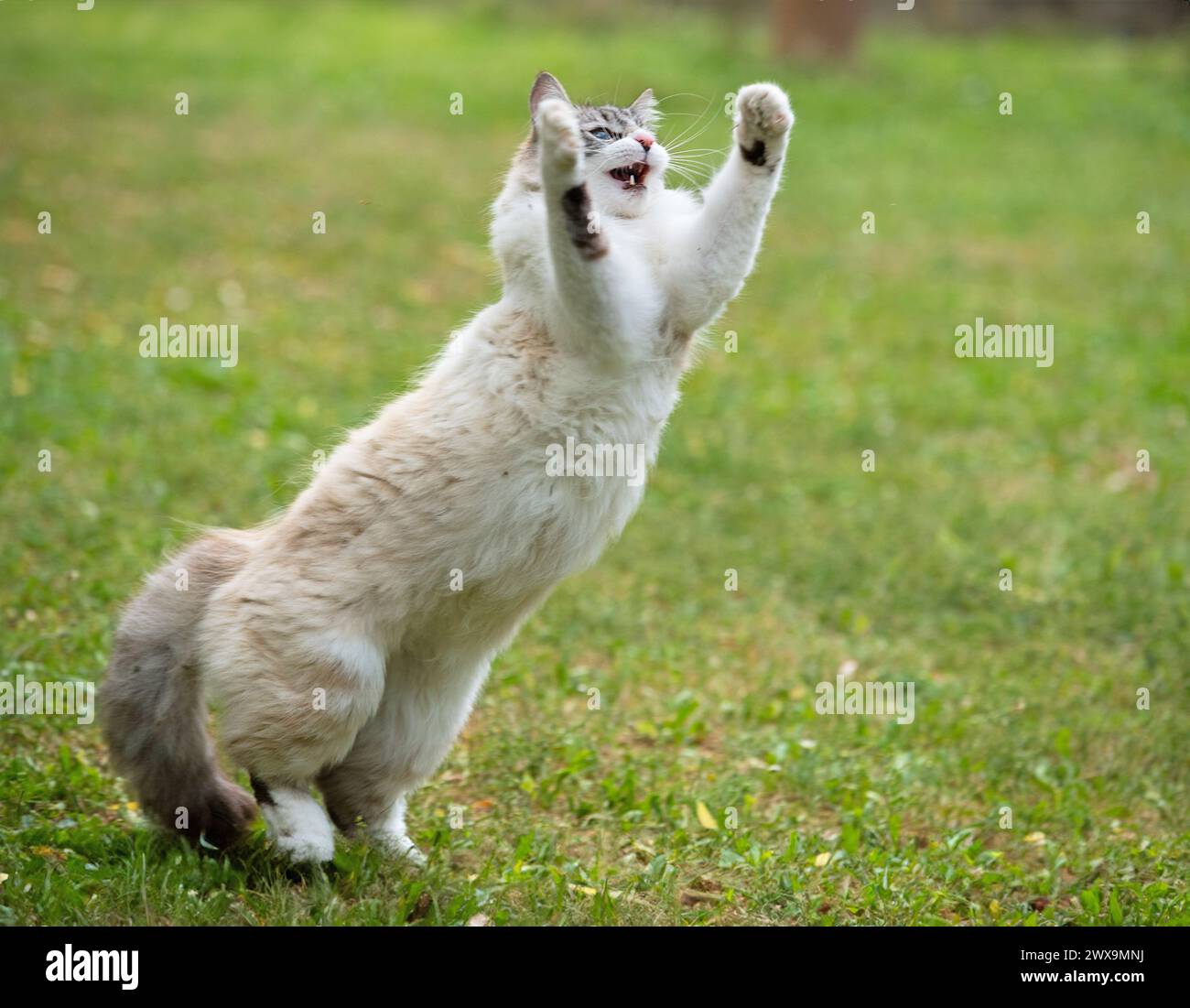 a ragdoll cat playing in the garden Stock Photo - Alamy