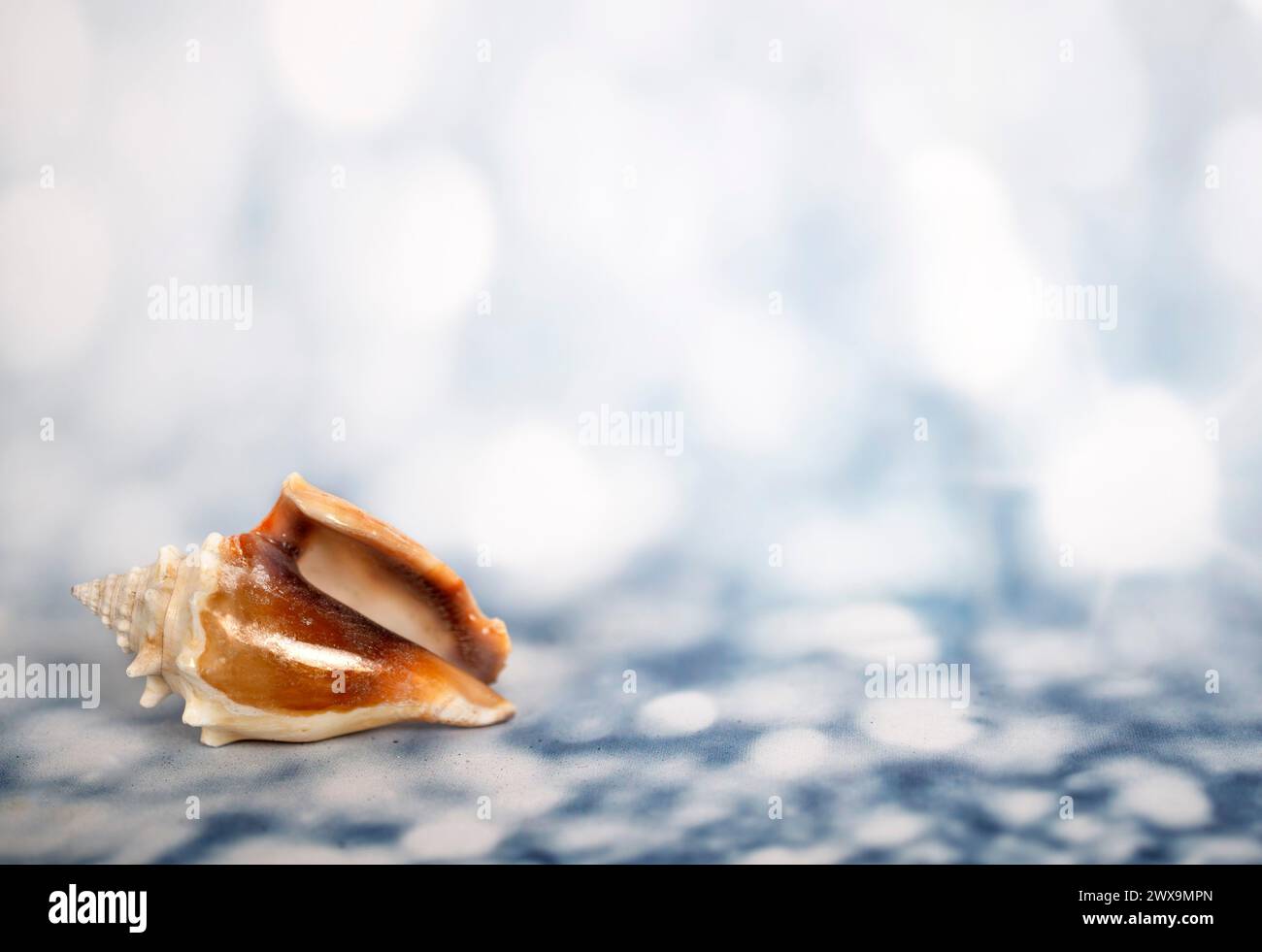 beautiful sheefish in front of blue background Stock Photo - Alamy