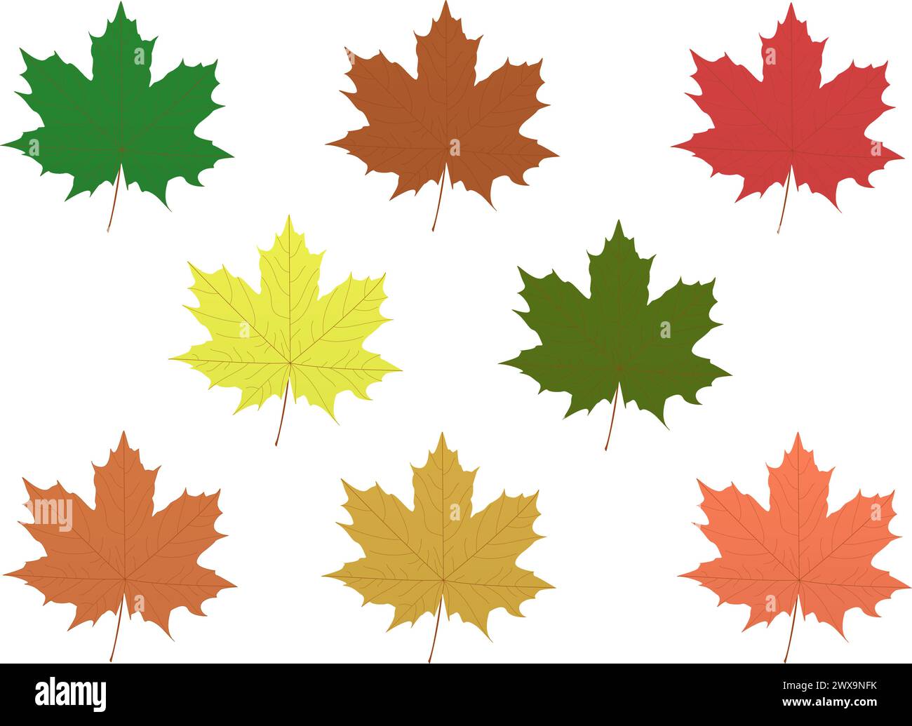 Multicolored autumn maple leaves, fall. Vector drawing, elements ...