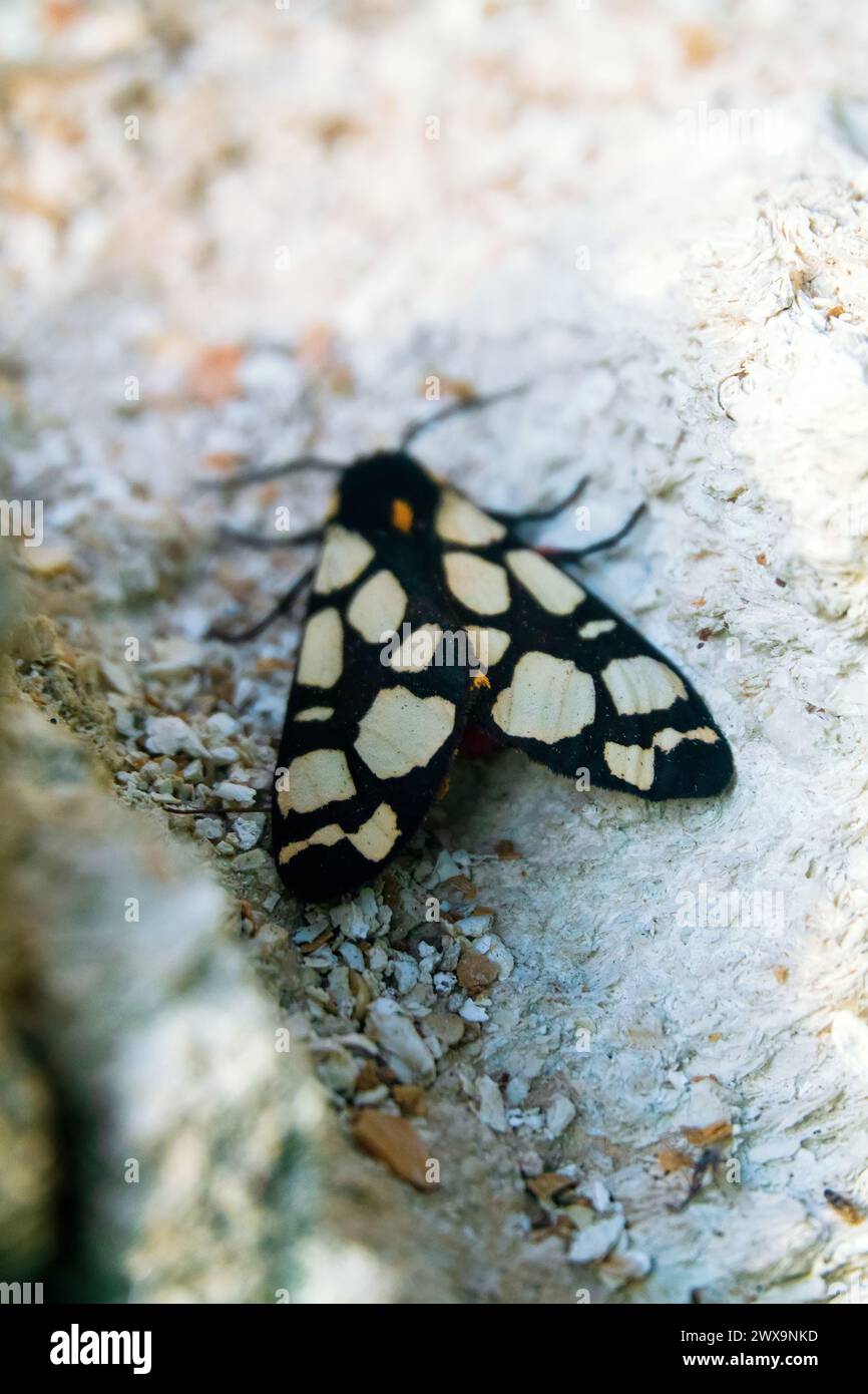 Butterfly Cream-spot tiger (Arctia villica) on limestone rocks in the ...