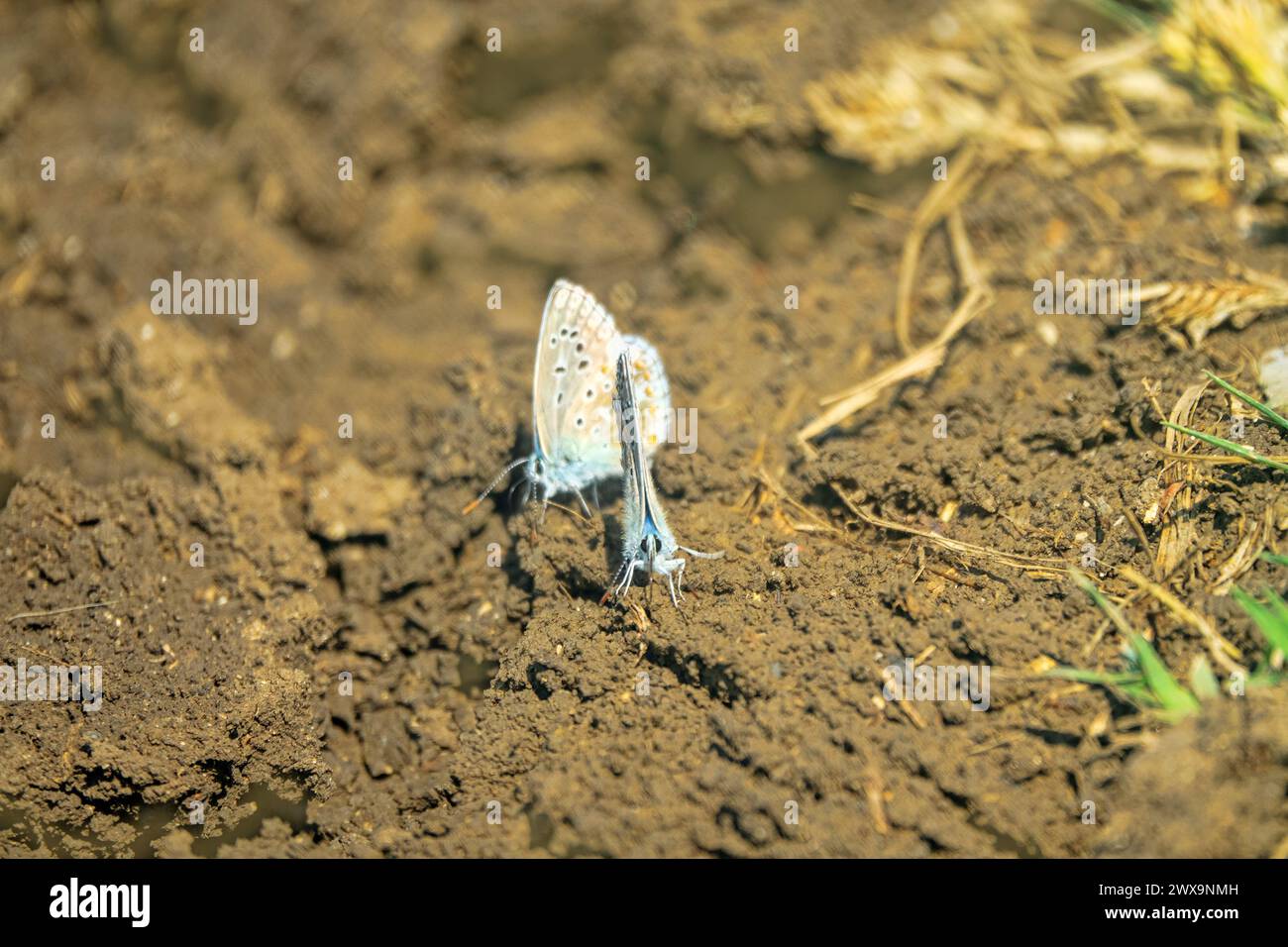 Interactions of two adorable blue butterflies. Common blue (Lycaena ...