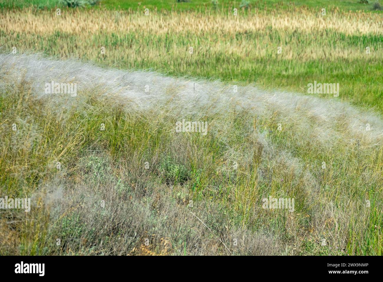 Feather-grass true steppe. Northern Black Sea region. Most common is ...