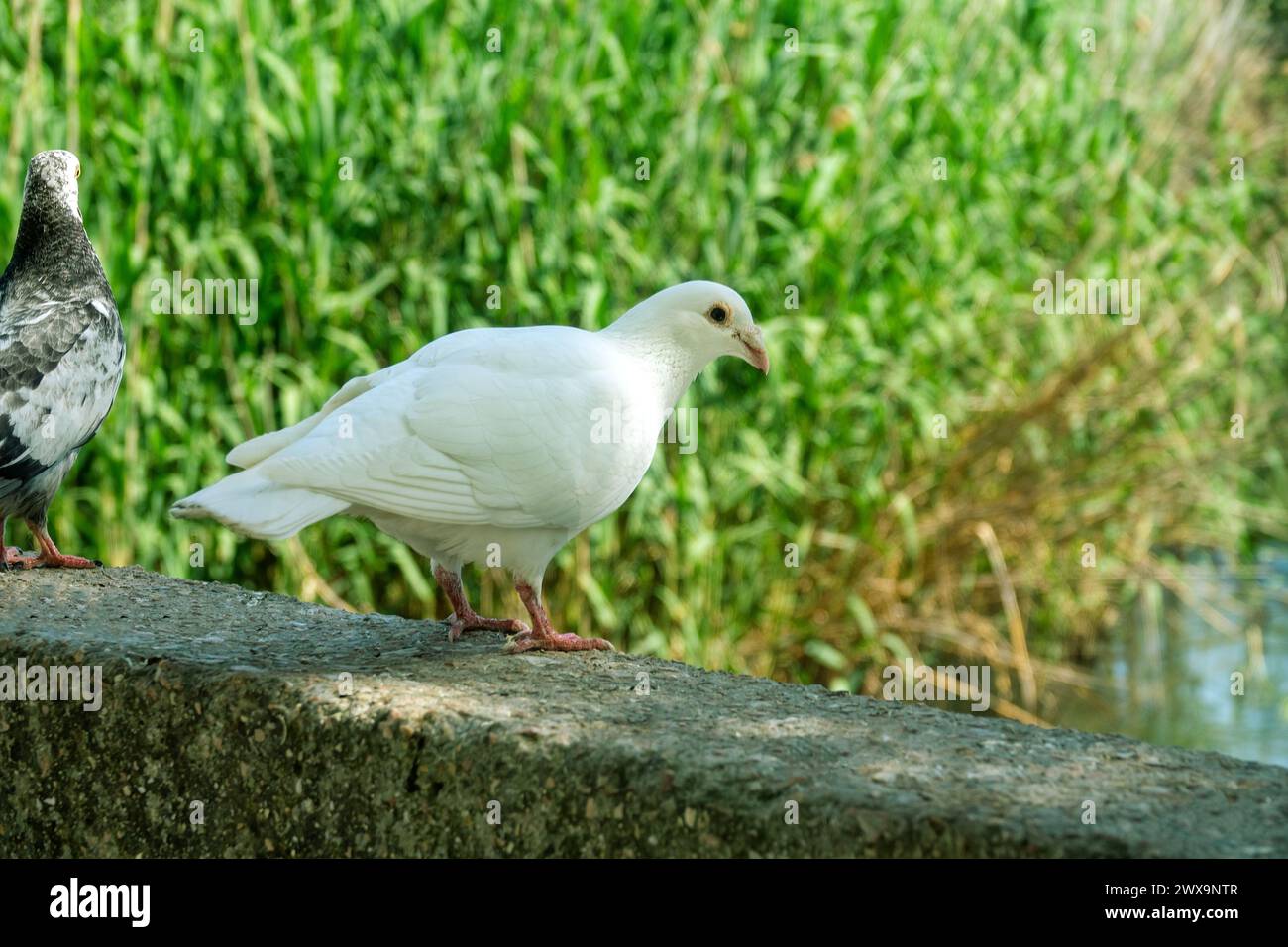 Turbit Pigeon Turbit Pigeon Nate's Pigeon Portraits #pigeon