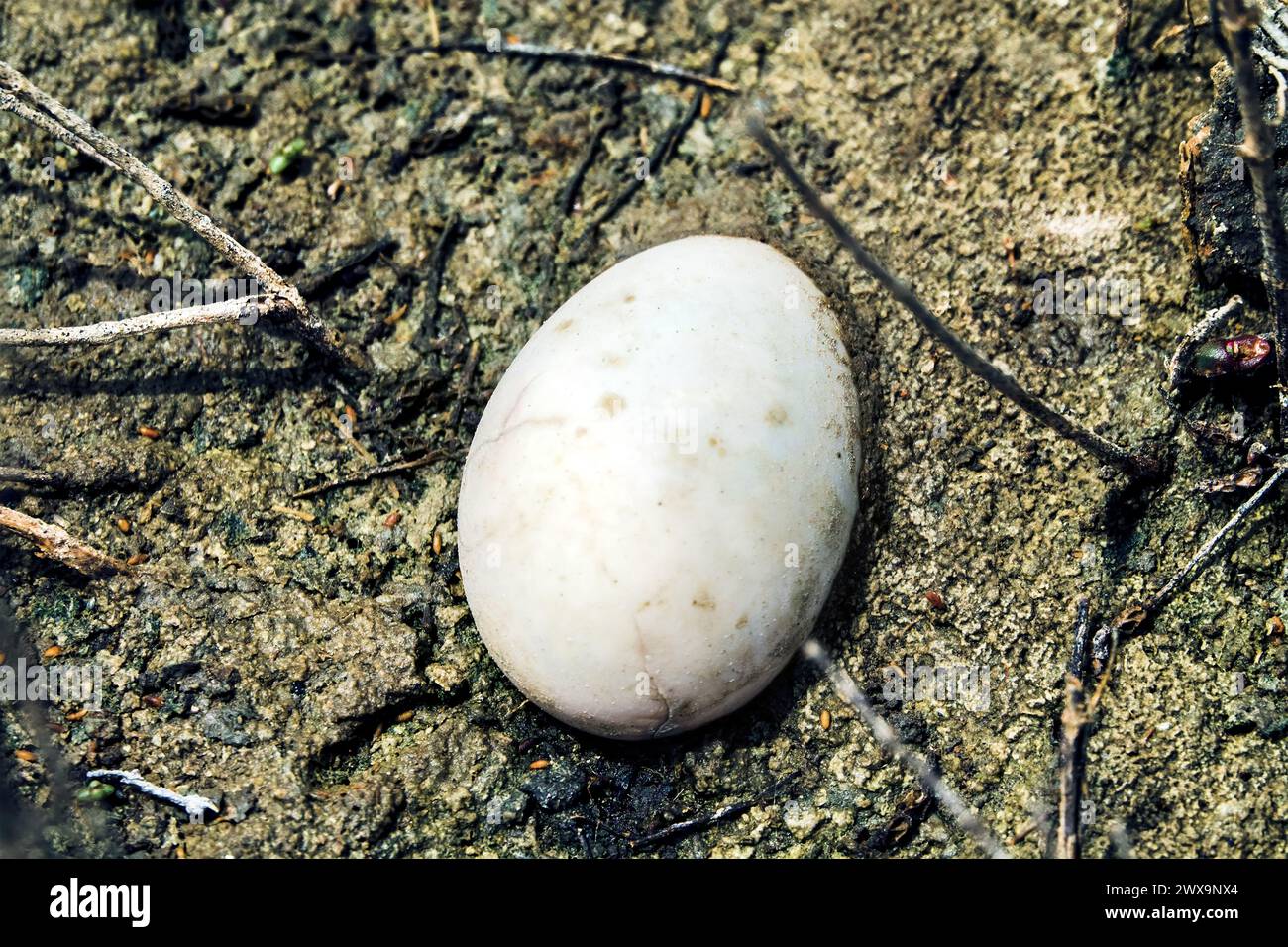 Wild duck egg abandoned in a swamp, check and rotten (addled egg Stock ...