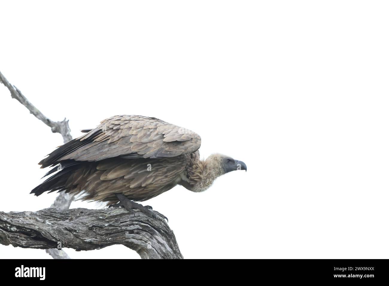 White-backed vulture (Gyps africanus) is an Old World vulture in the ...