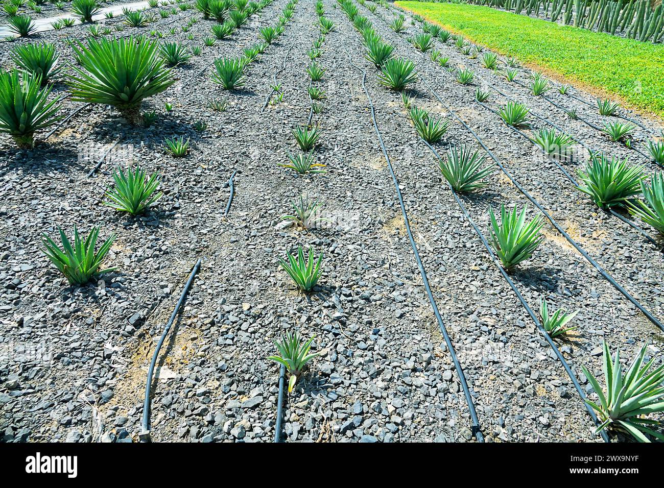 Drip irrigation water pipes (drip system) in the desert, green succulents. Arabian Peninsula ...