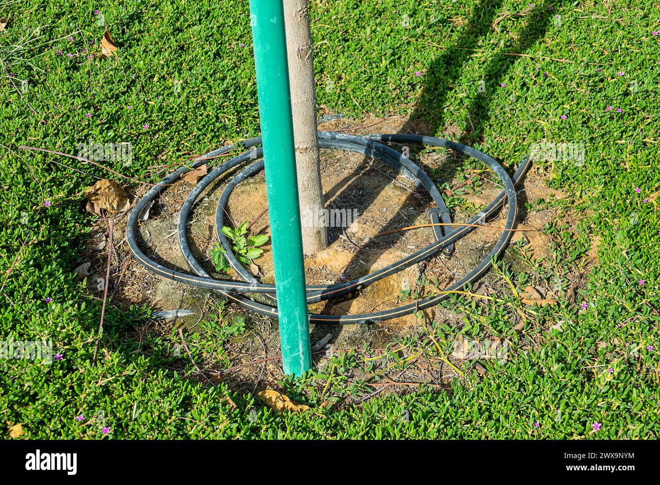 Drip irrigation water pipes (drip system) in the desert, green tree. Arabian Peninsula Stock ...