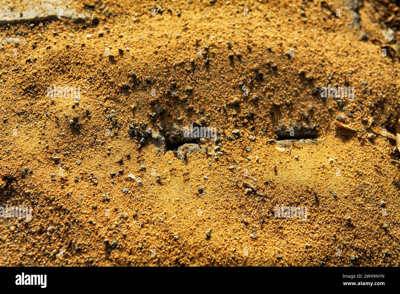 Earth ants build anthills among the pavement in the Abu Dhabi park in ...