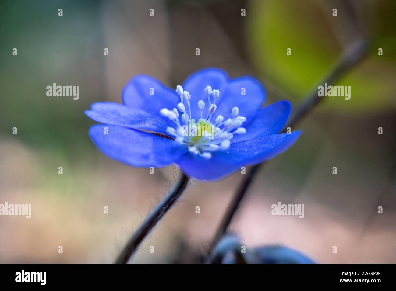 Noble mayflower hi-res stock photography and images - Alamy