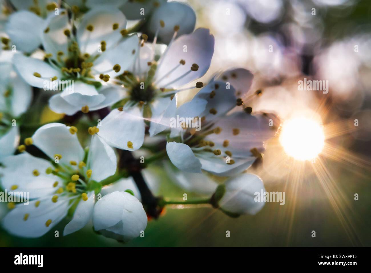 Blooming blackthorn (Prunus spinosa) thornbush (wait-a-minute). Forest ...