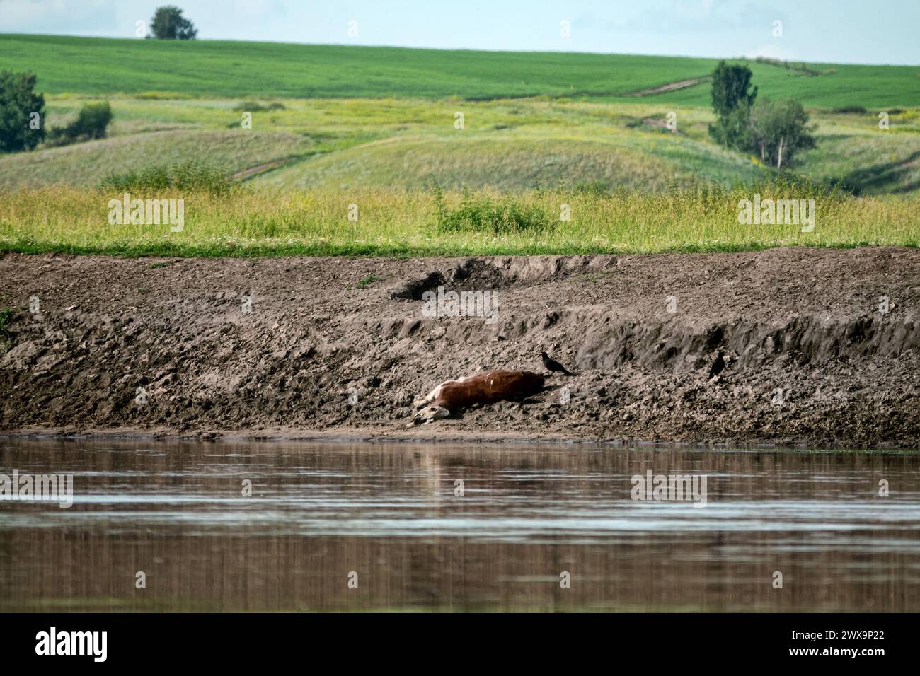 Livestock deaths, loss of cattle. A young bull or cow died on the ...