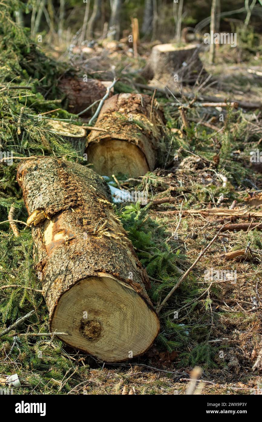 Wood waste, defective lumber, remains of wooden material at the site of ...
