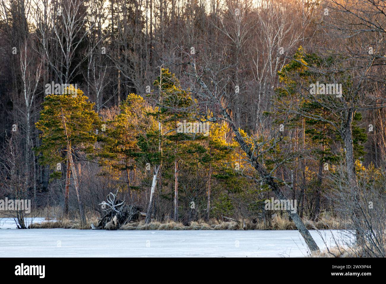 spring morning, evening, swamp lake shore, swamp vegetation at the end ...