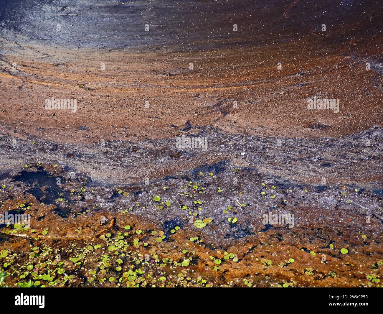 Heavily polluted water, surface biofilm, bacterial tuft. Blue-green ...