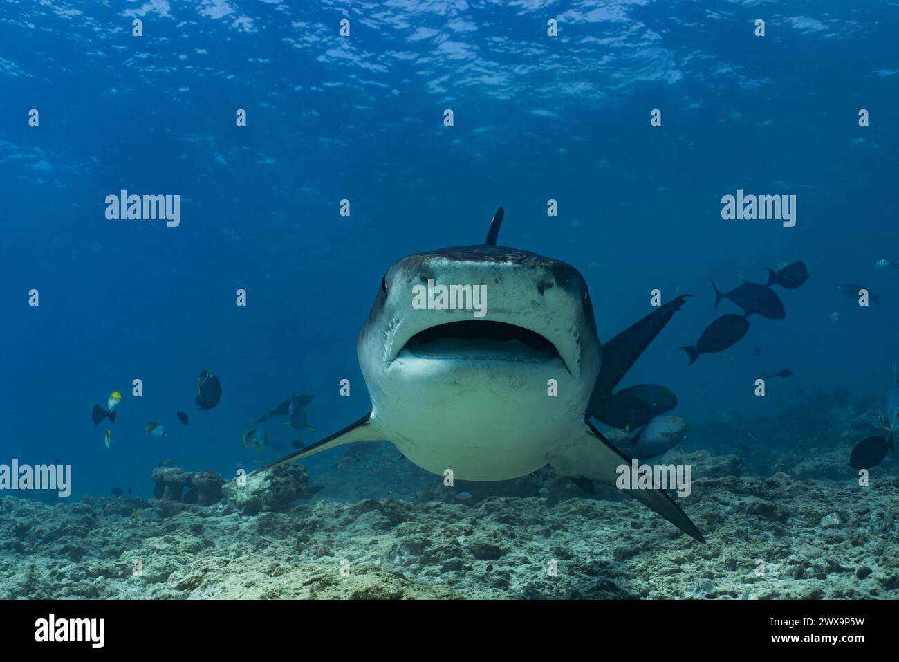 A tiger shark in mid-movement with mouth open looking at camera swims ...