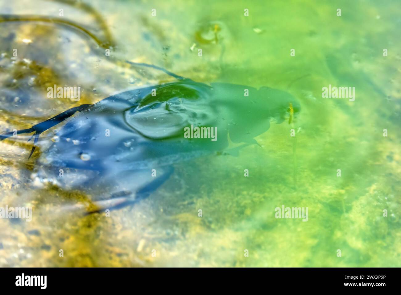 Water Beetle (Hydrous sp.) emerges to the surface Stock Photo - Alamy