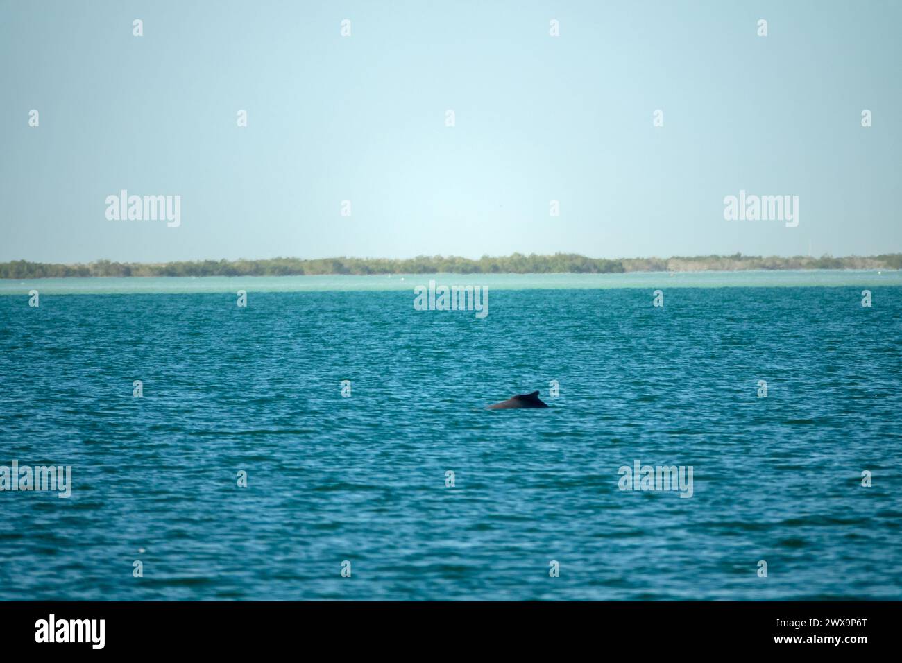Dolphins (probably bottlenose dolphins) in the Persian Gulf, near ...