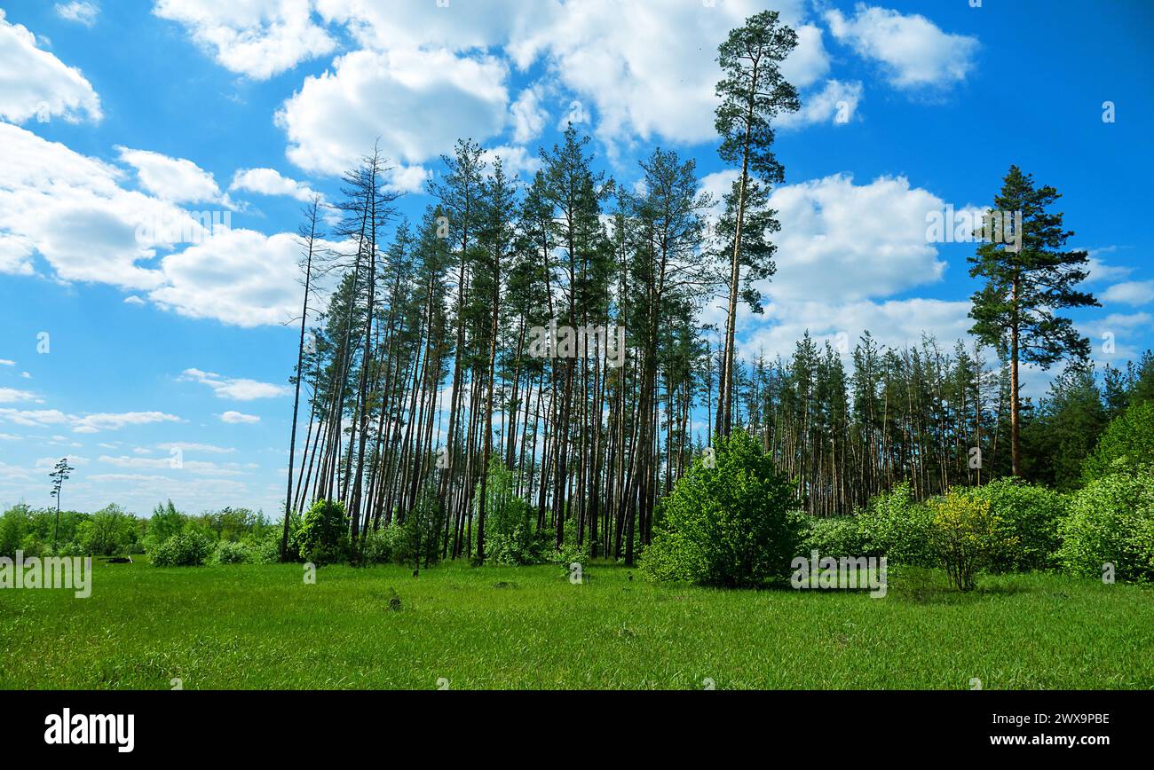 An old artificial pine forest. Forest edge and forest meadow. Wild ...