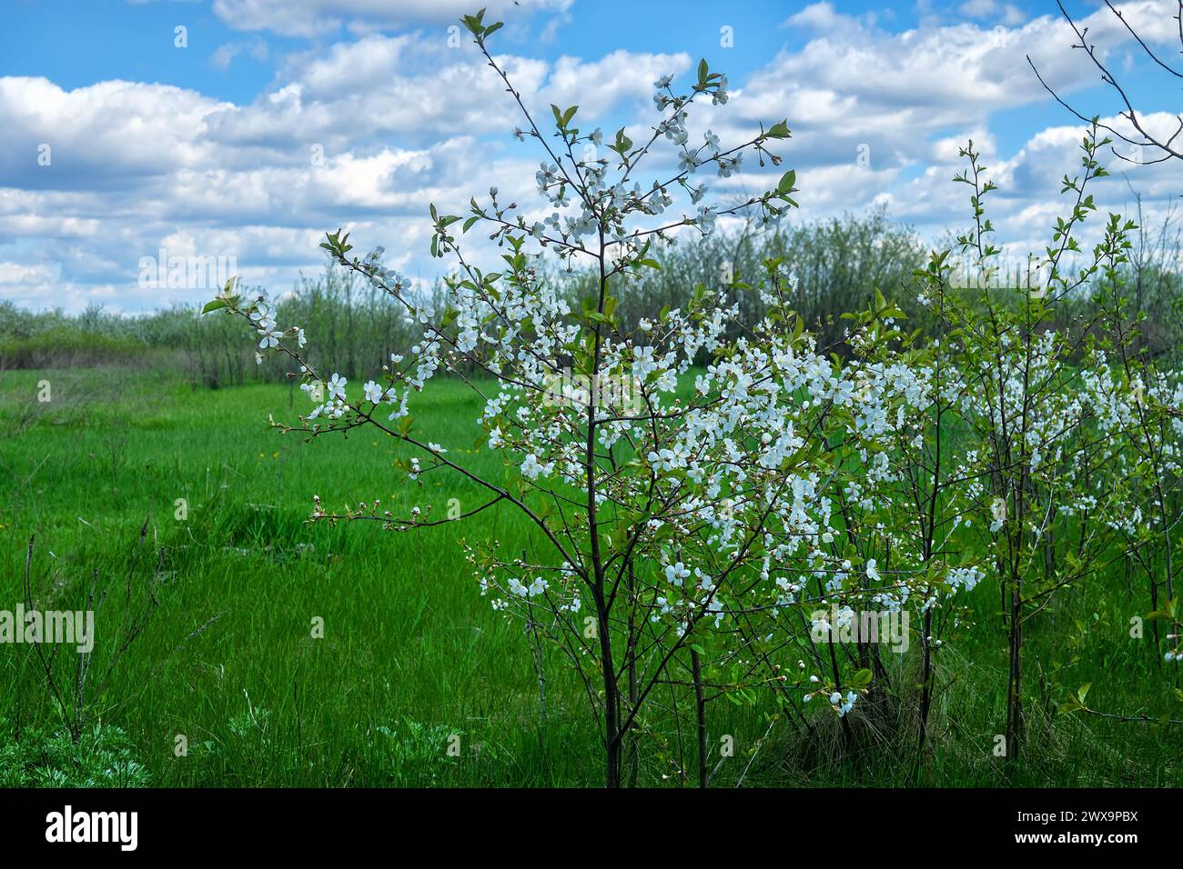 Prunus chamaecerasus hi-res stock photography and images - Alamy
