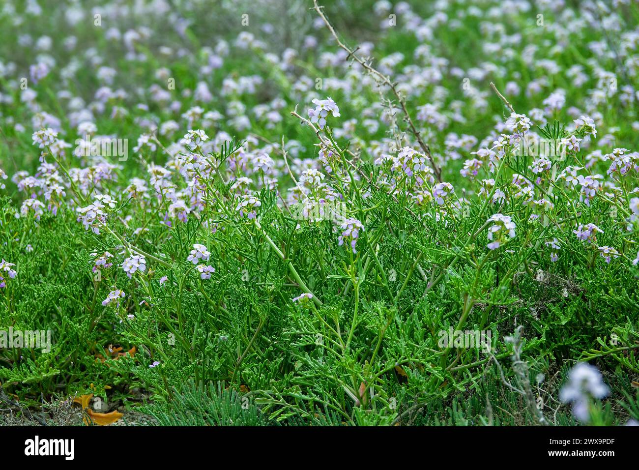 sea rocket (Cakile maritima) on a sandy-shell beach. Arabatskaya ...
