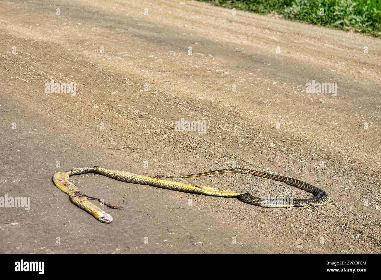 Snake on road is always corpse. Human's dislike of snakes, their ...