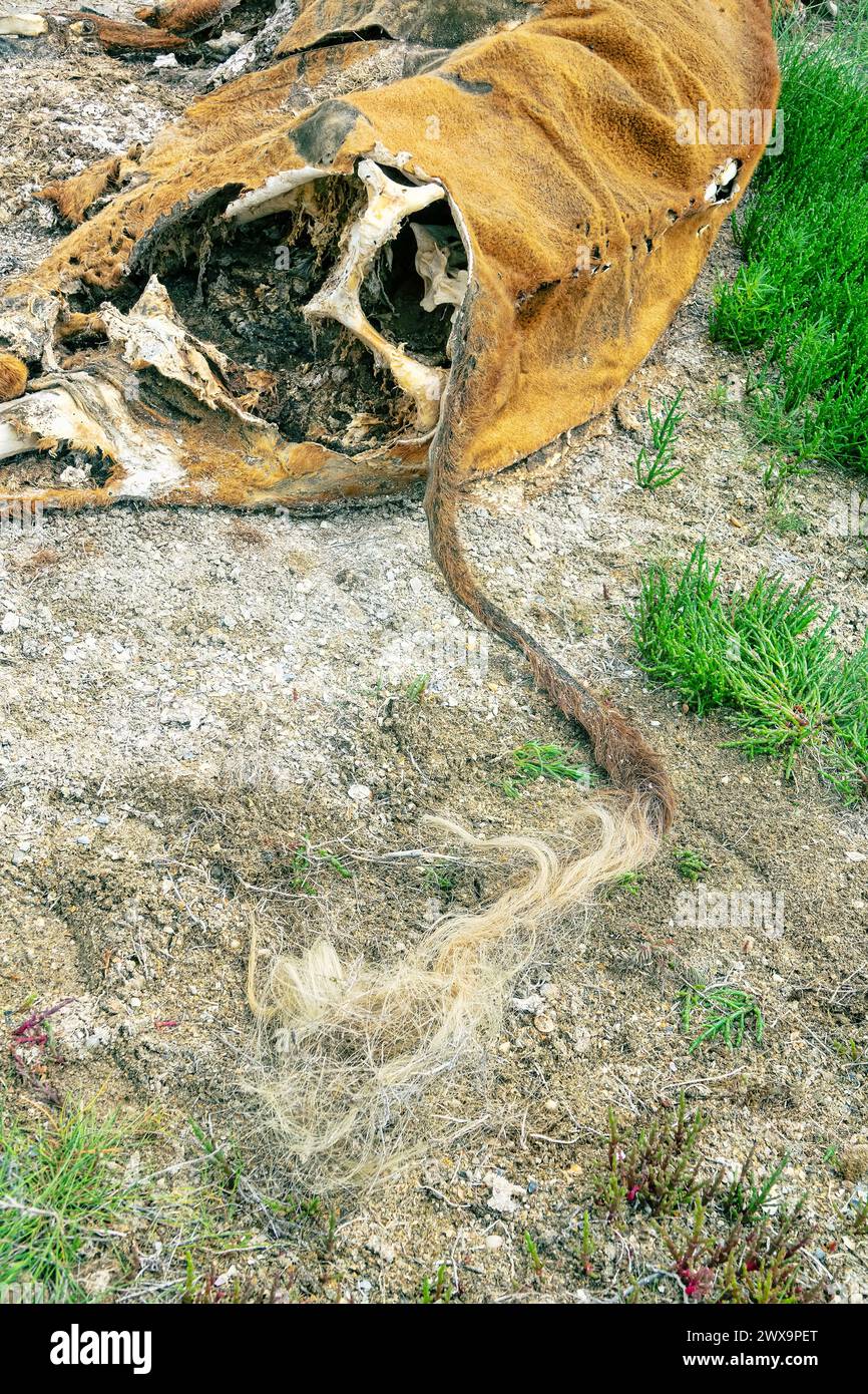 A brown cow died in the winter in a semi-desert. The corpse was eaten ...