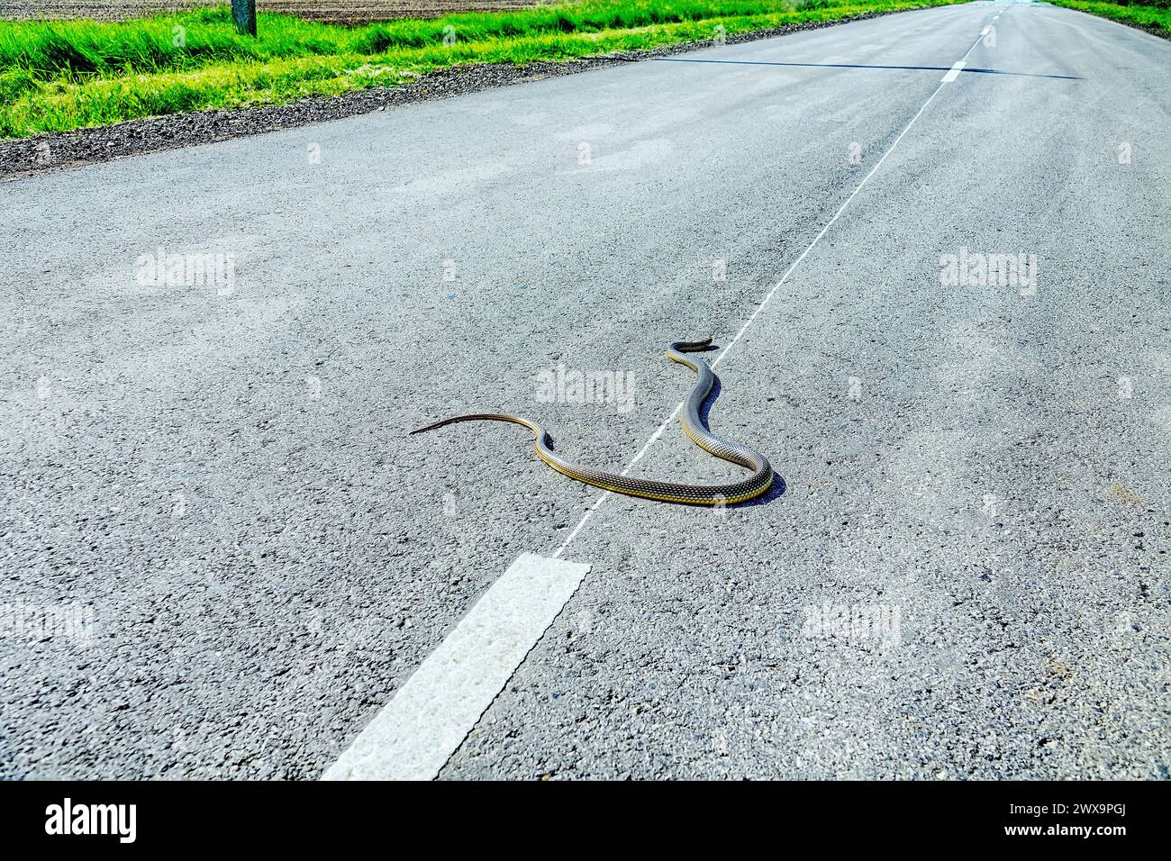 More 1.5-meter Balkan snake (Coluber jugularis) on highway. It is very ...