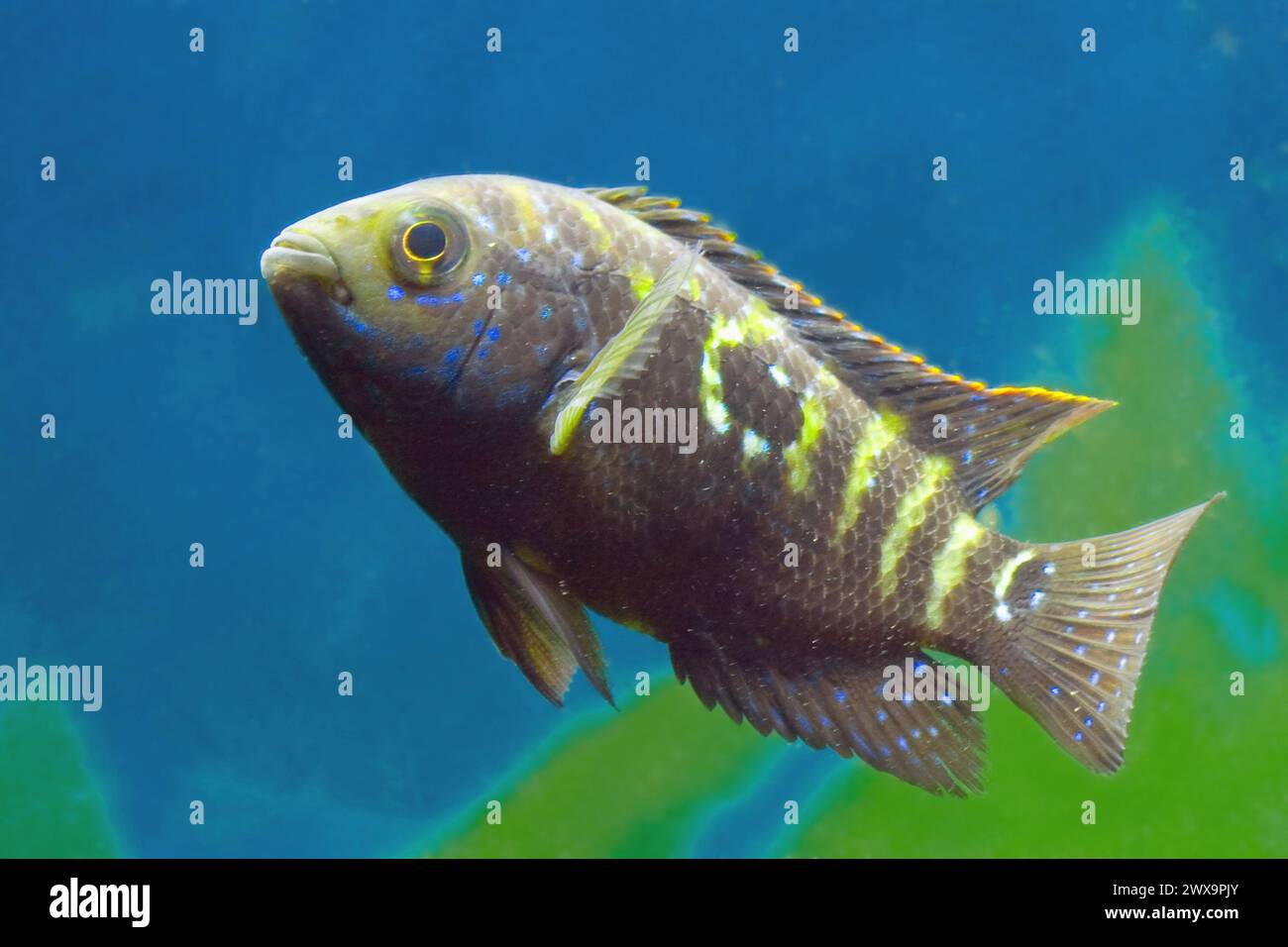 Beautiful small aquarium fish underwater. High quality photo Stock ...
