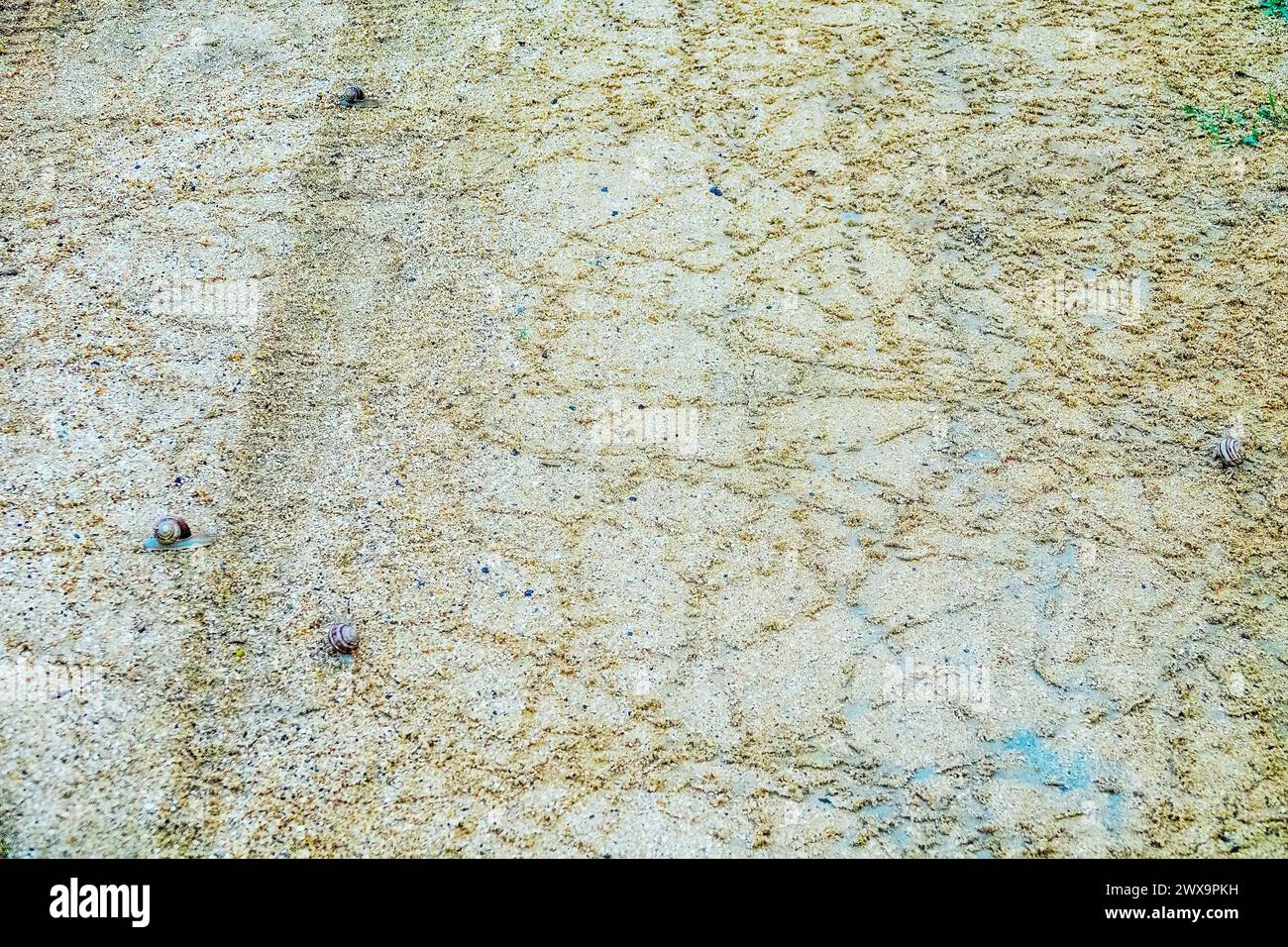 Sandy road after rain. A lot of grape snails paved slug trails in ...