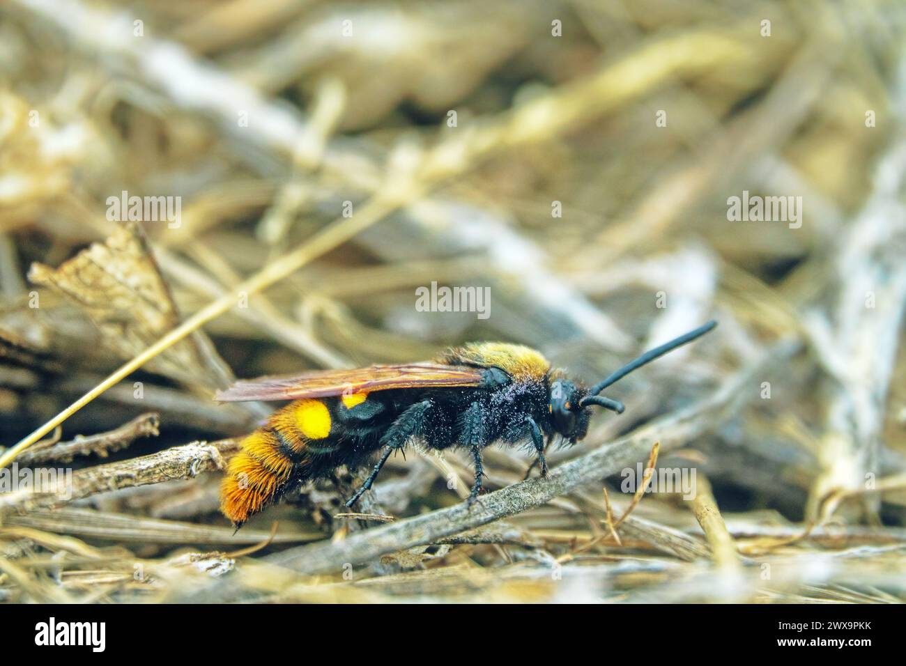 Mammoth wasp (Megascolia maculata, female, largest Hymenoptera) moves ...