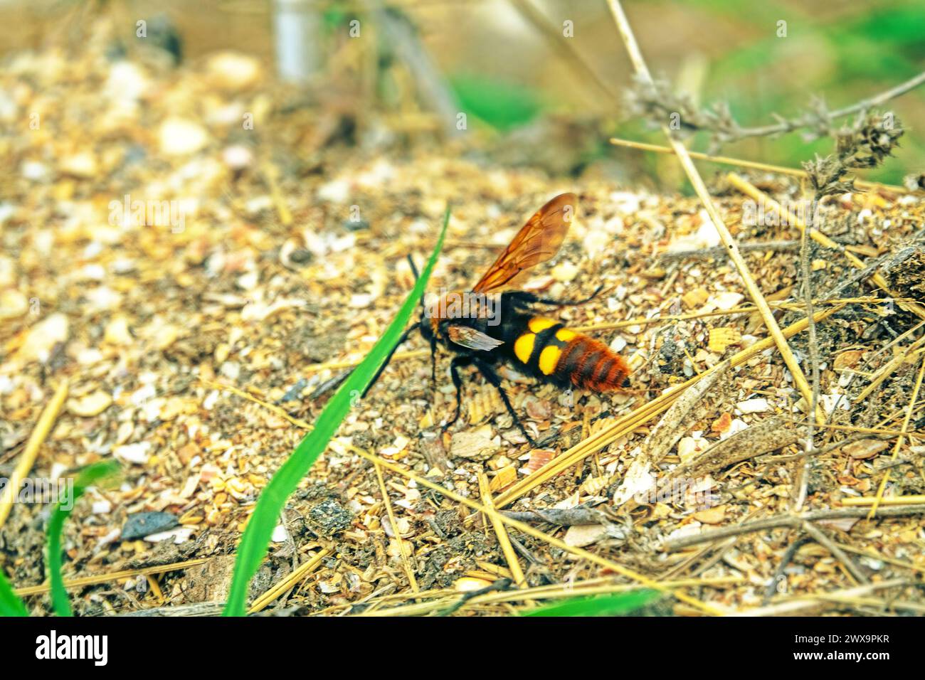 Parasite rhinoceros beetles hi-res stock photography and images - Alamy