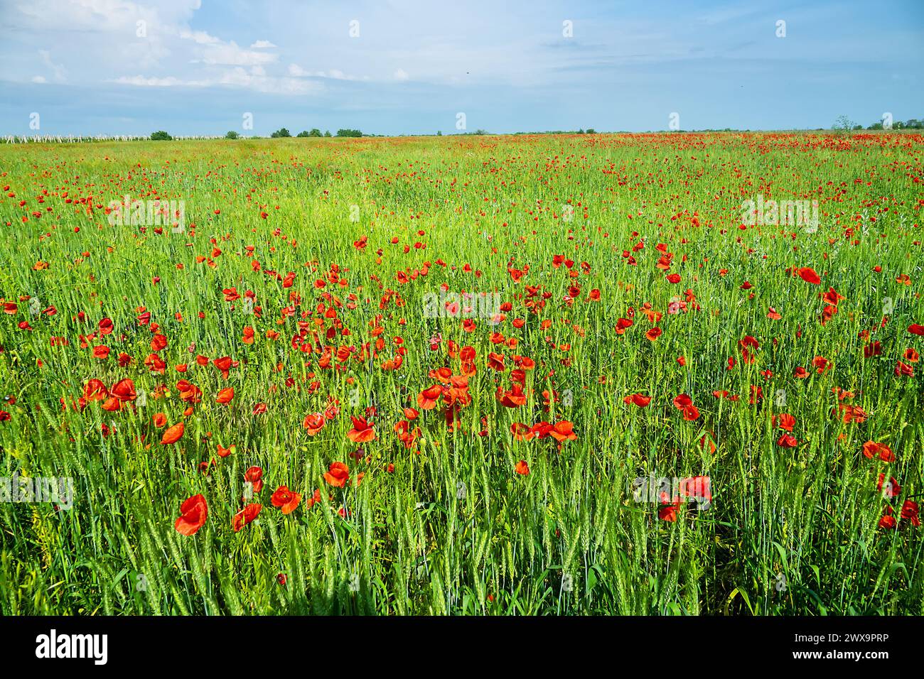 Red field. Vast fields of blooming poppies on the northern coast of the ...