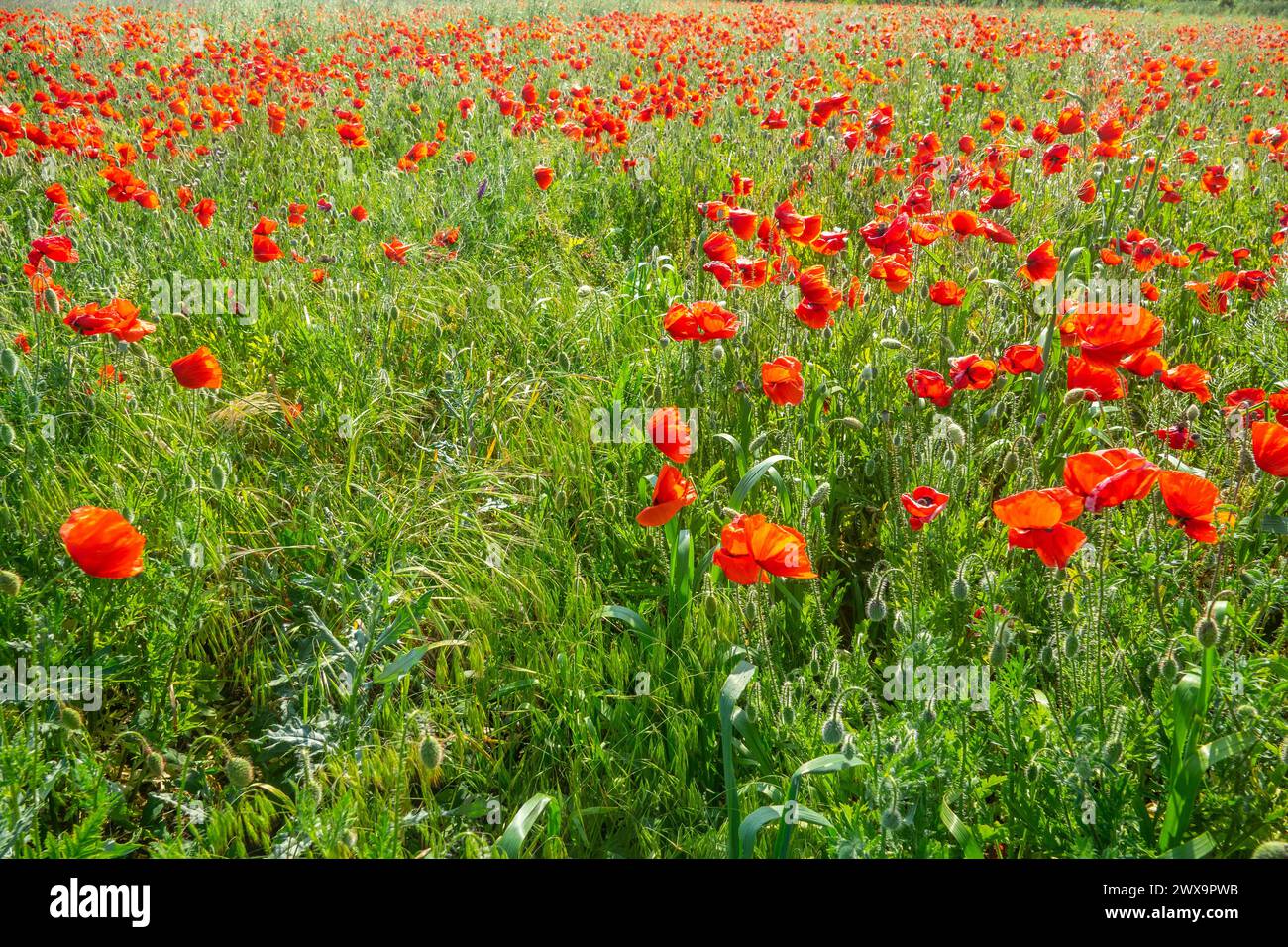 Red field. Vast fields of blooming poppies on the northern coast of the ...