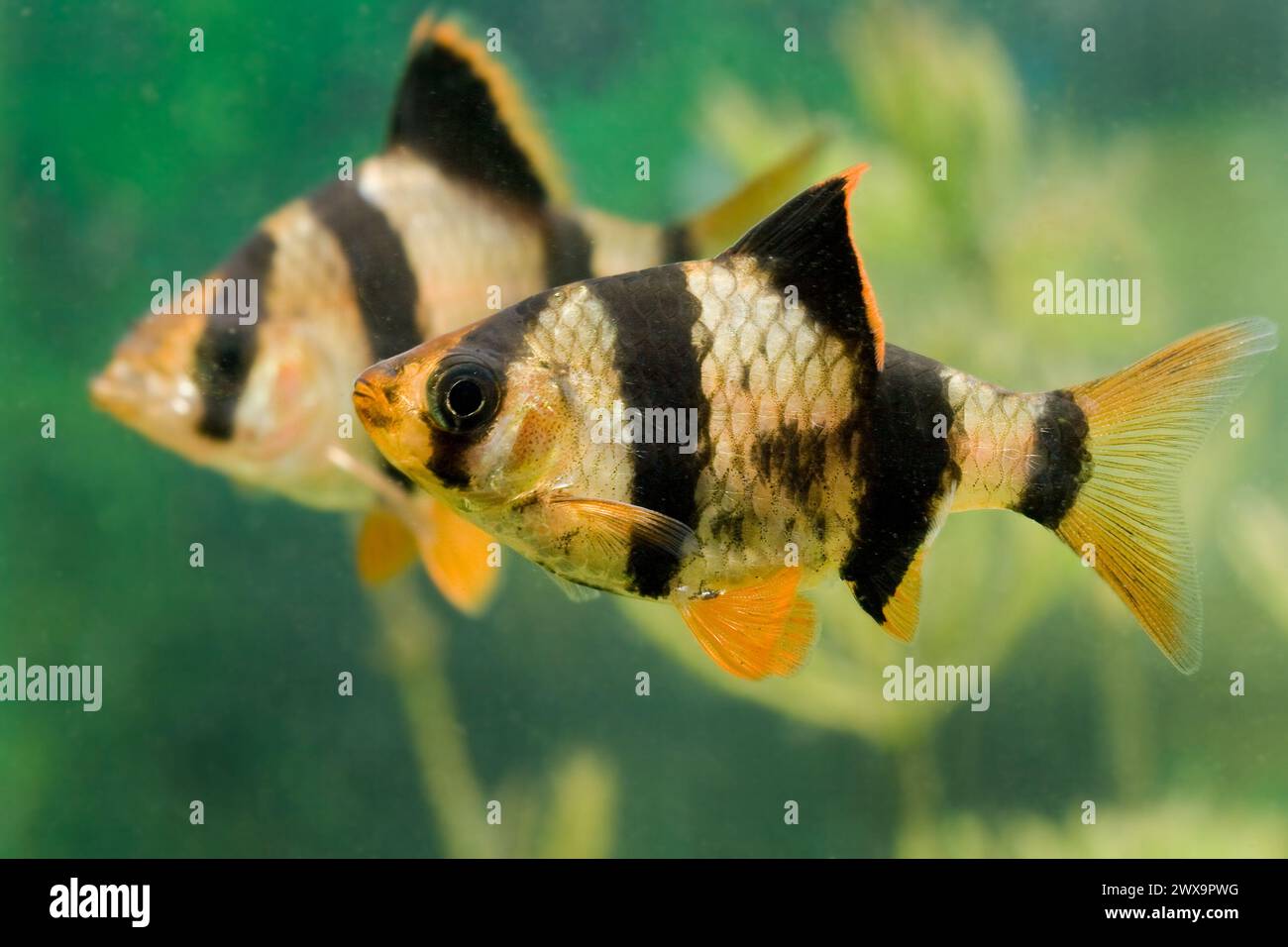 Fish macro underwater red sea hi-res stock photography and images - Alamy