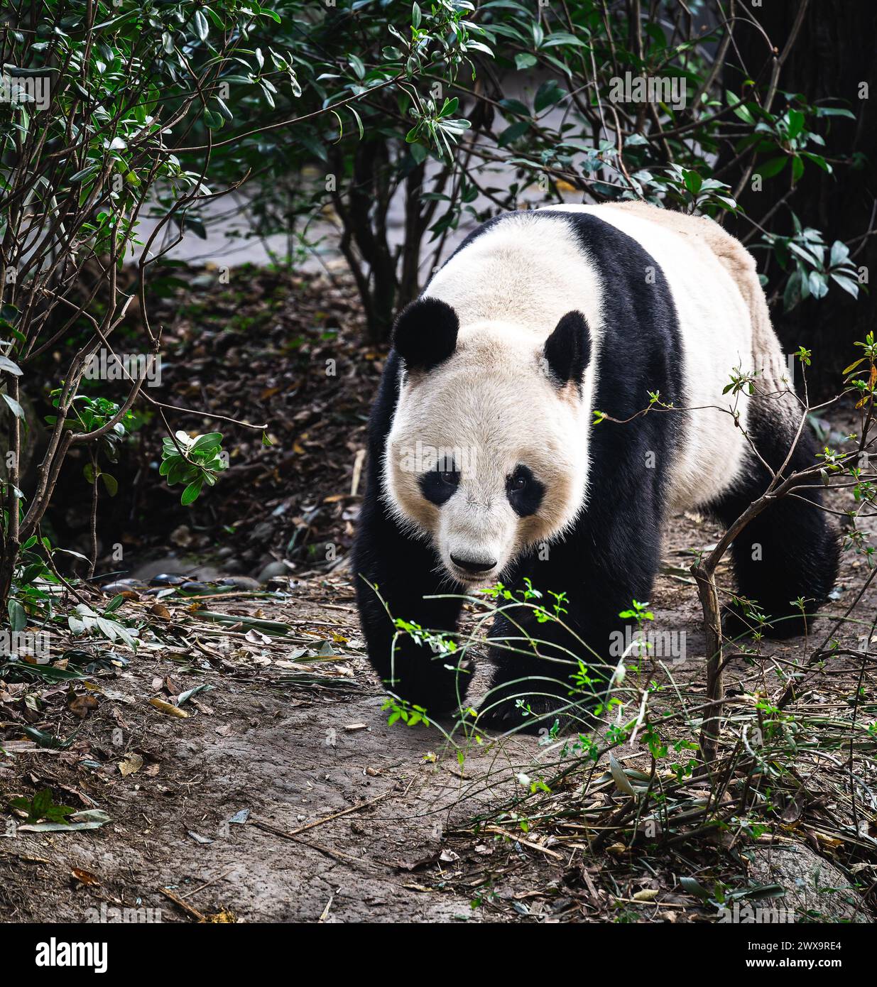 Panda in Chengdu, China Stock Photo - Alamy