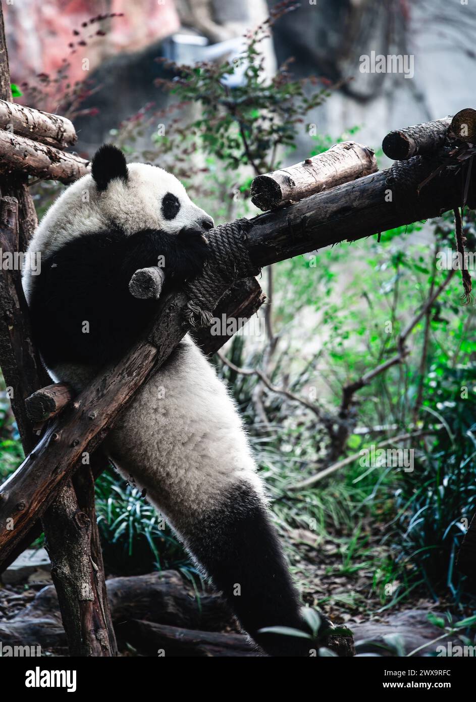 Panda in Chengdu, China Stock Photo - Alamy