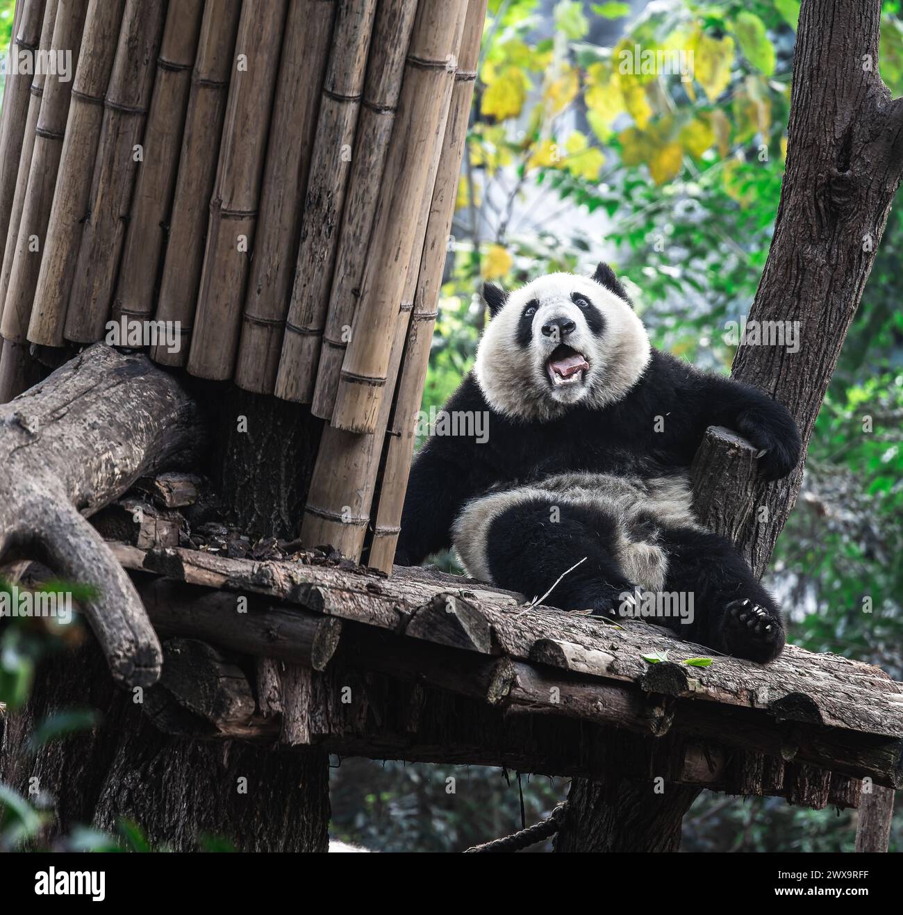 Panda in Chengdu, China Stock Photo - Alamy