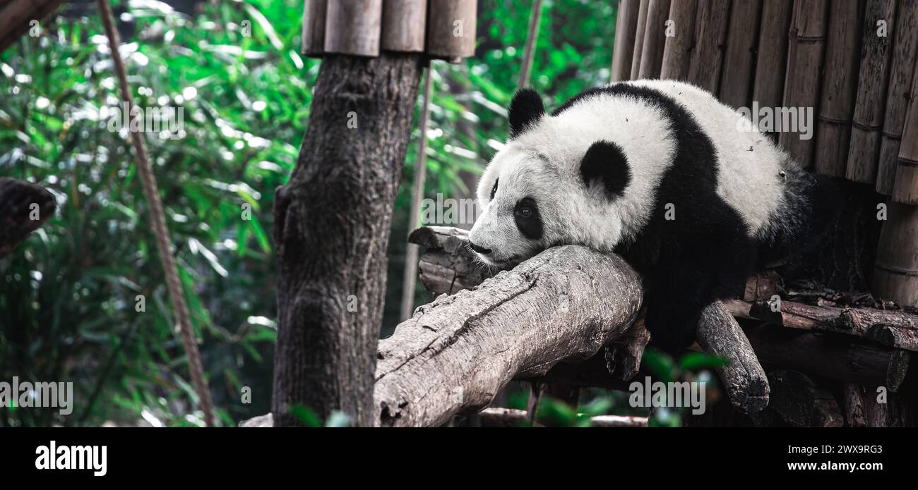 Panda in Chengdu, China Stock Photo - Alamy