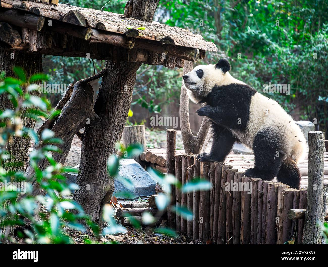 Wolong china hi-res stock photography and images - Alamy