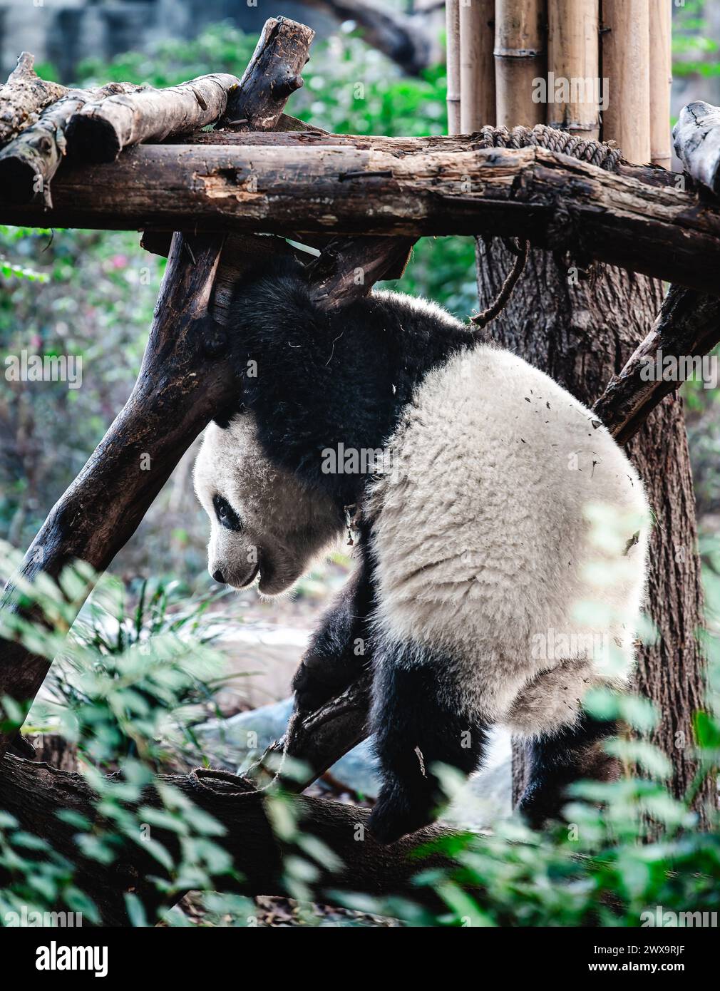 Panda in Chengdu, China Stock Photo - Alamy