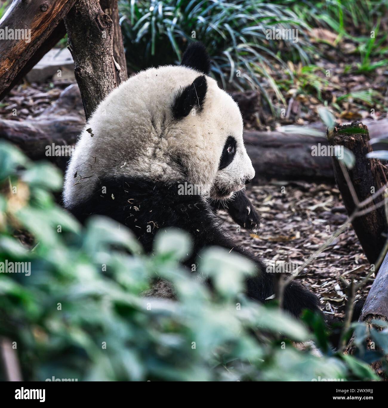 Panda in Chengdu, China Stock Photo - Alamy