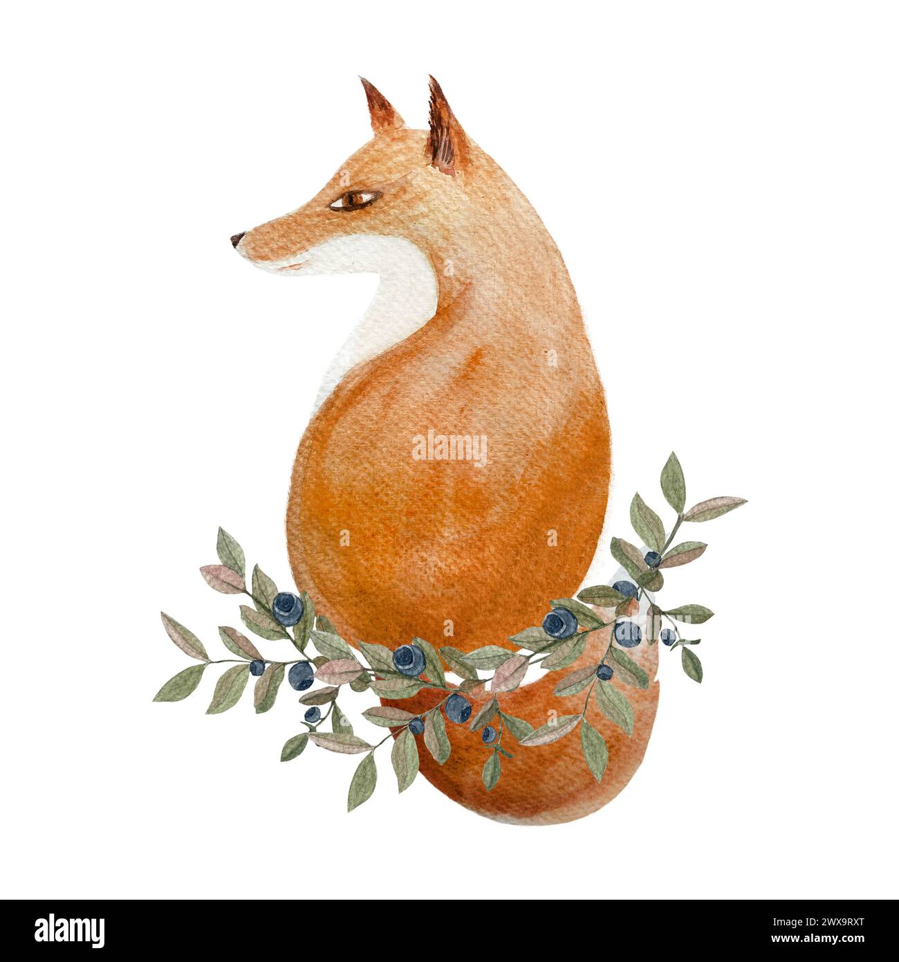 Fox with a blueberry twig watercolor flat illustration isolated on ...