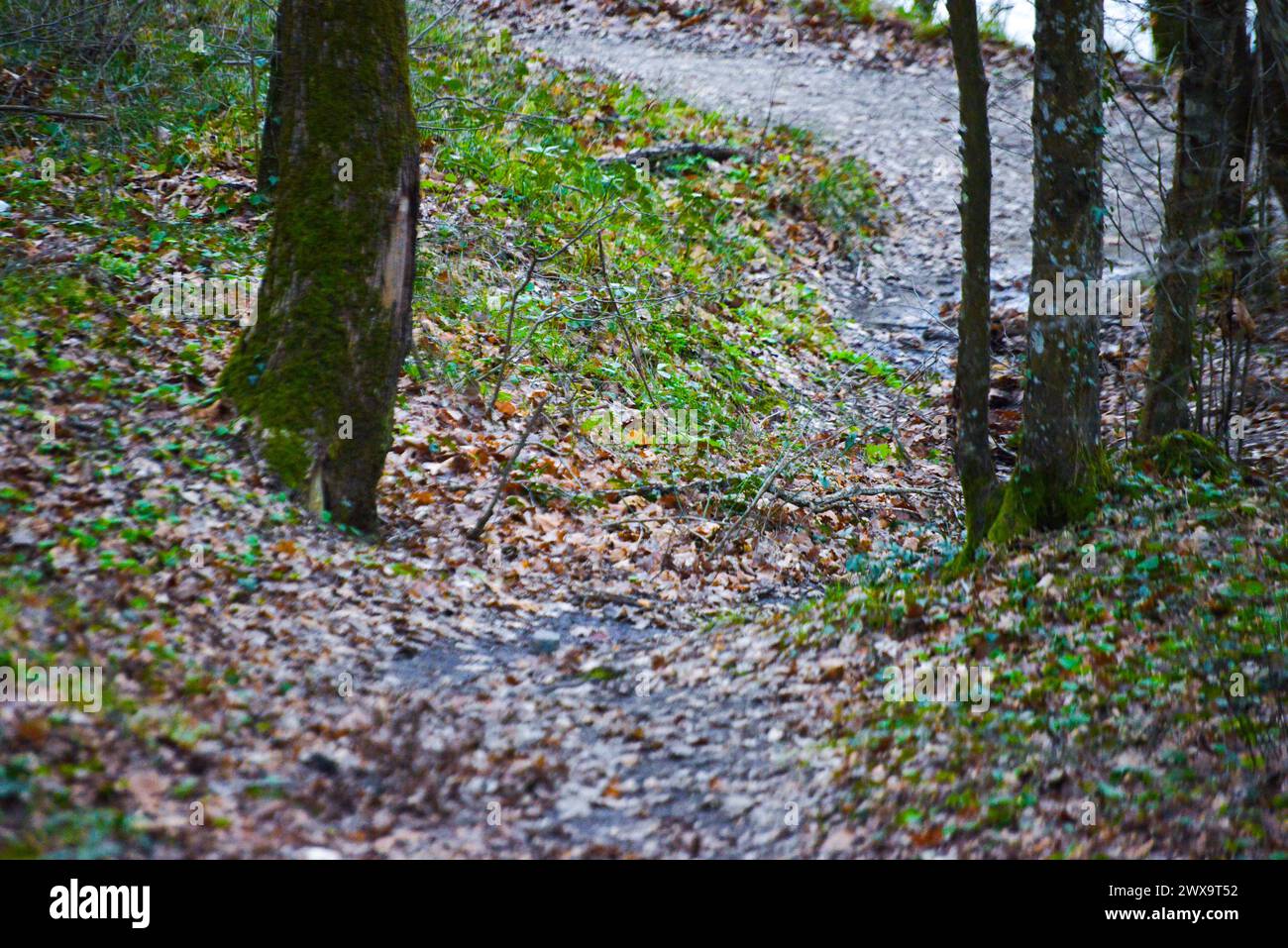 A scenic path covered with dry leaves winding through the trees in the ...