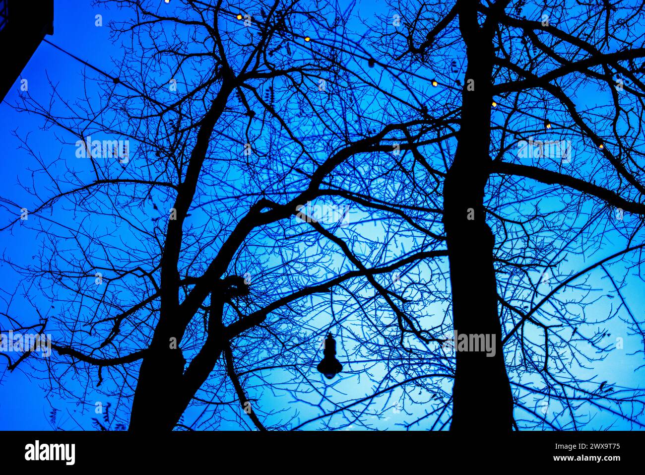 In the air, tree branches create a serene and ethereal canopy ...
