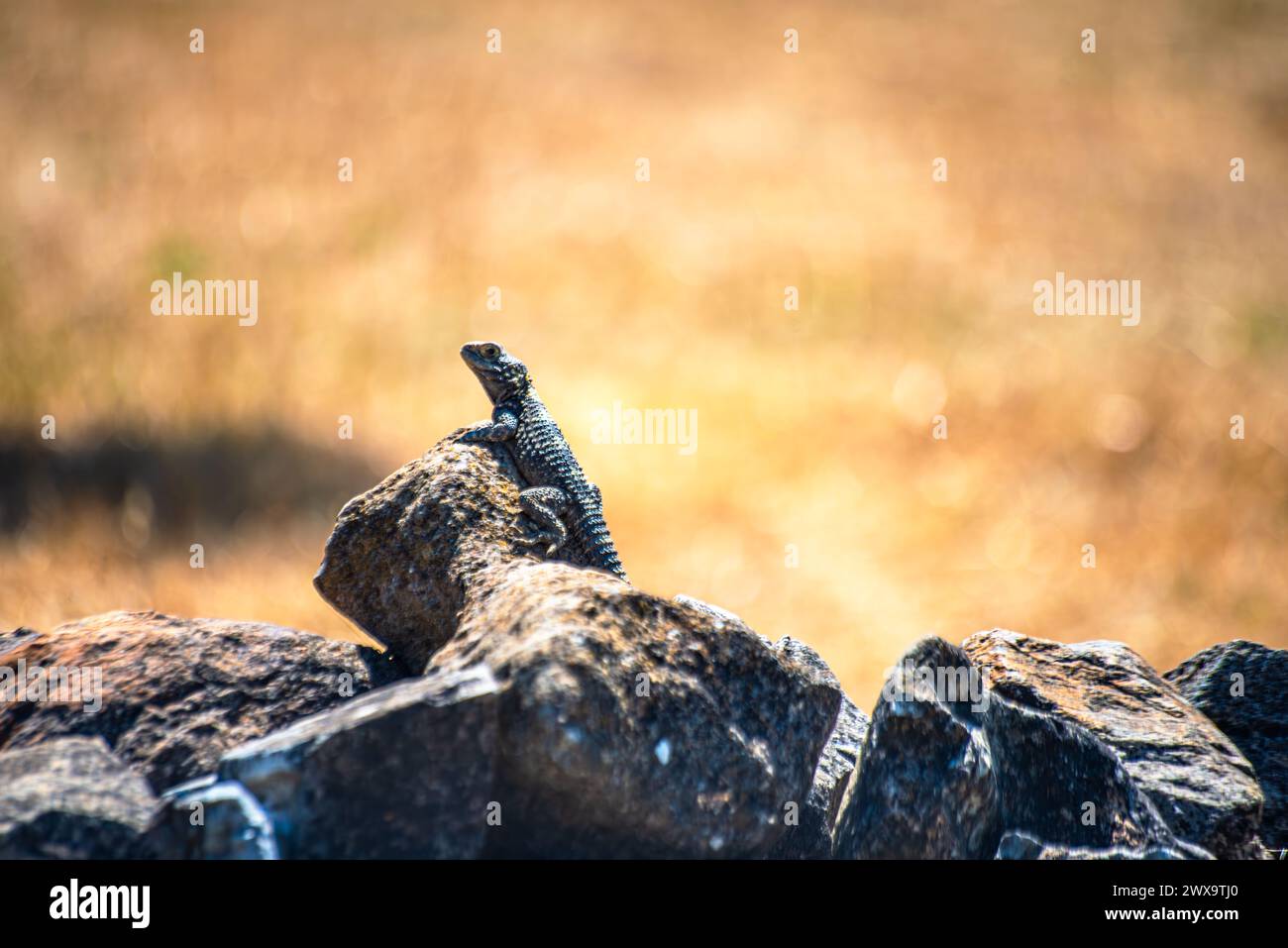 A sunlit moment captures a lizard (Stellagama stellia) gracefully ...