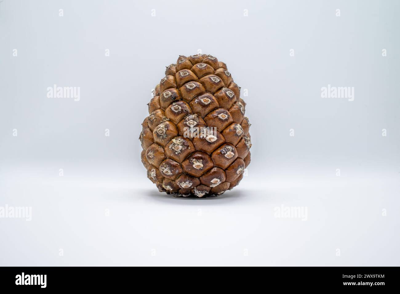 Rustic pine cone rests hi-res stock photography and images - Alamy
