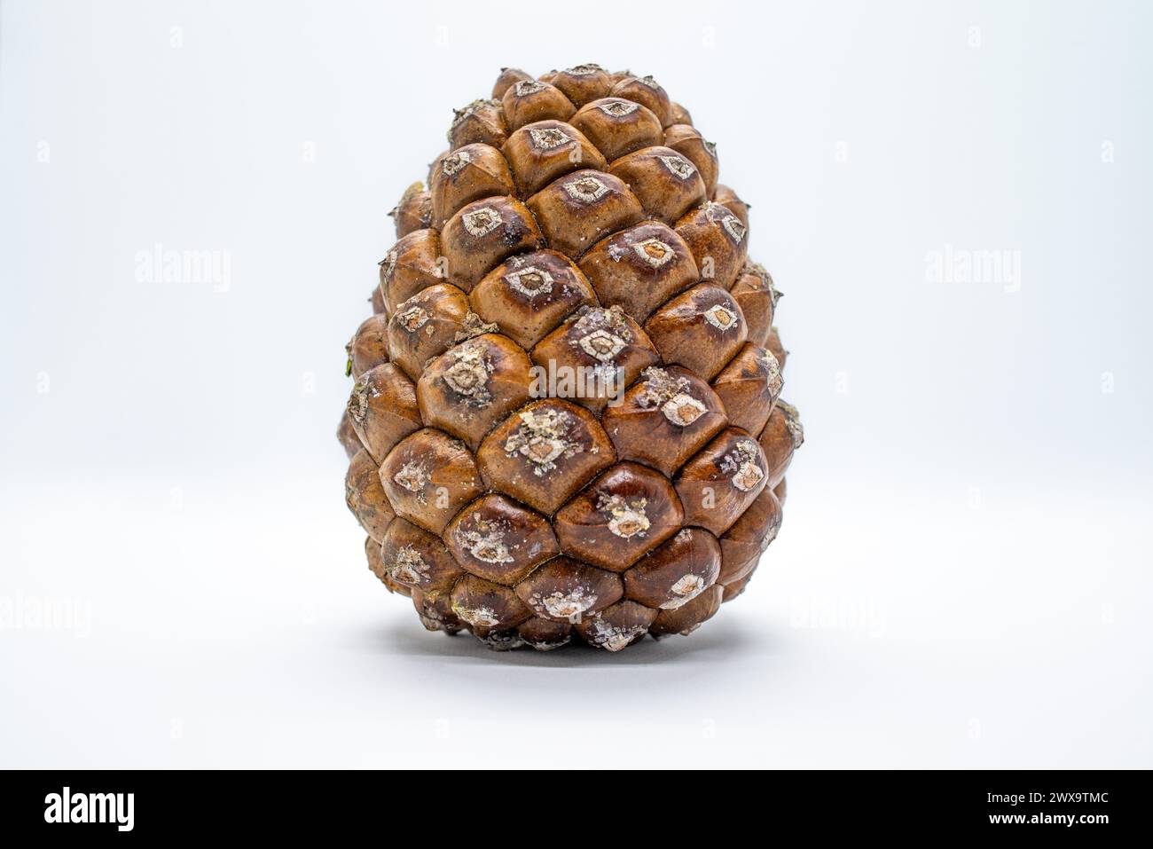 A rustic pine cone rests gracefully on a white background, showcasing ...