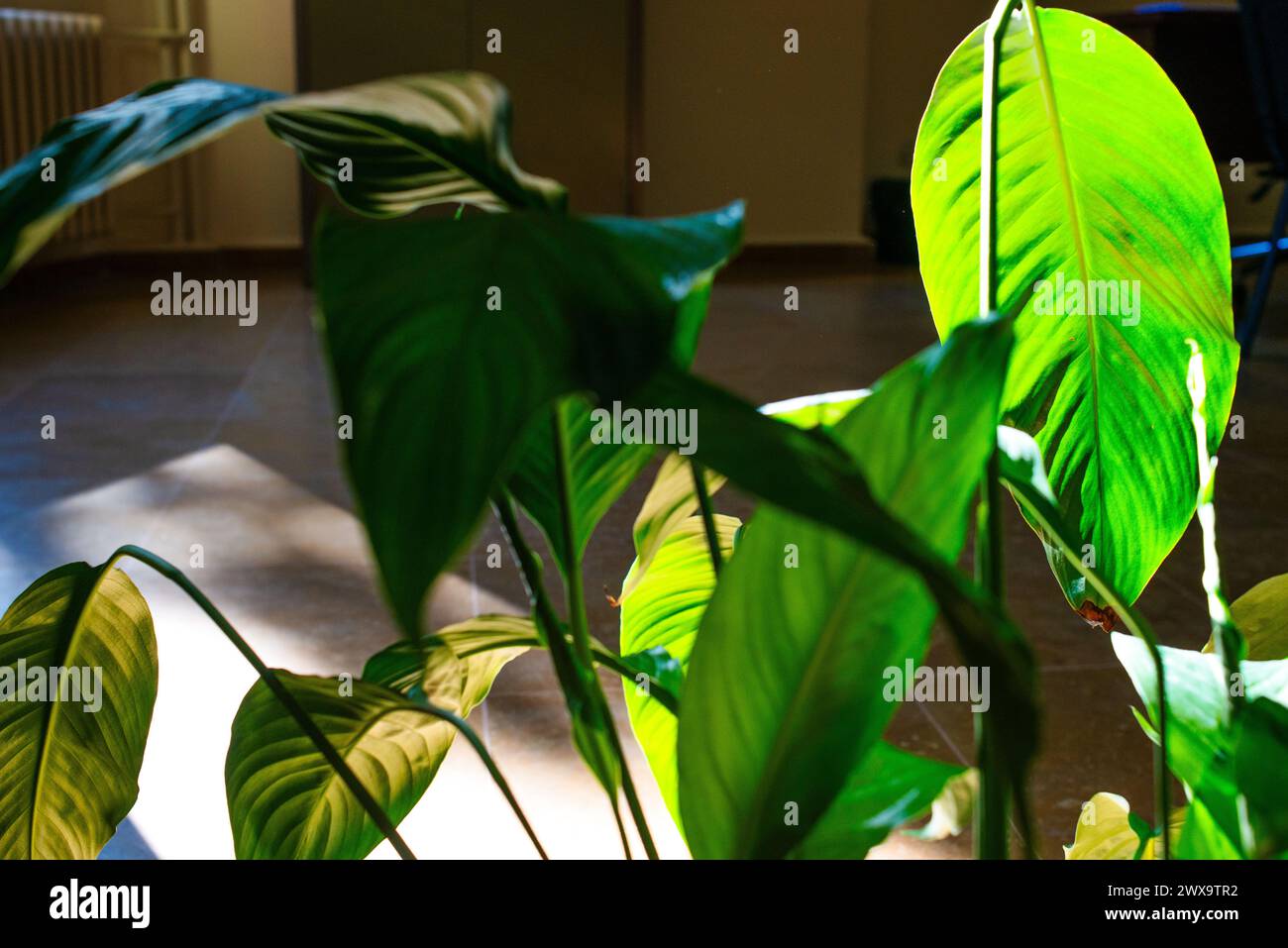 Big-green-leaves-inside-home add a touch of nature, freshness, and ...