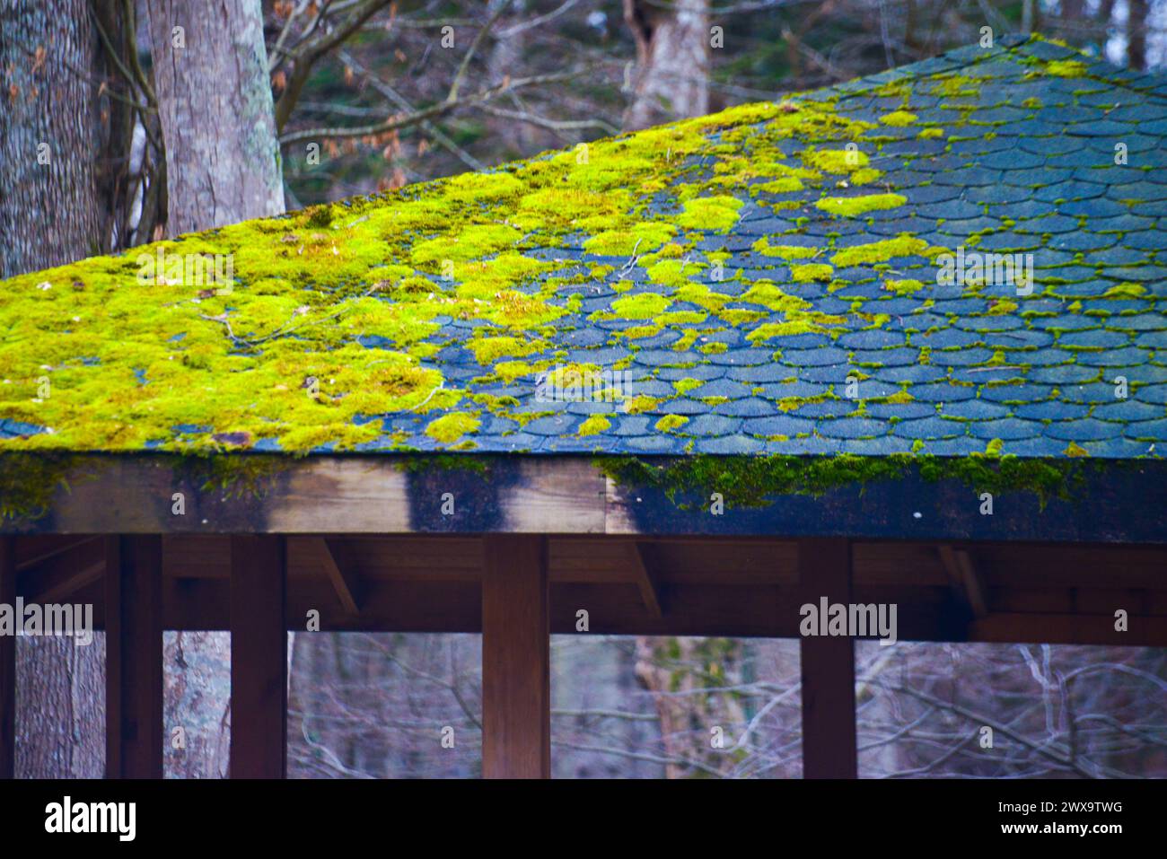 A roof covered in lush mosses during rainy weather, adding a natural ...